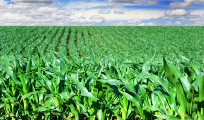 Ruto's plan to plant maize on 500,000 acres of idle public land ...