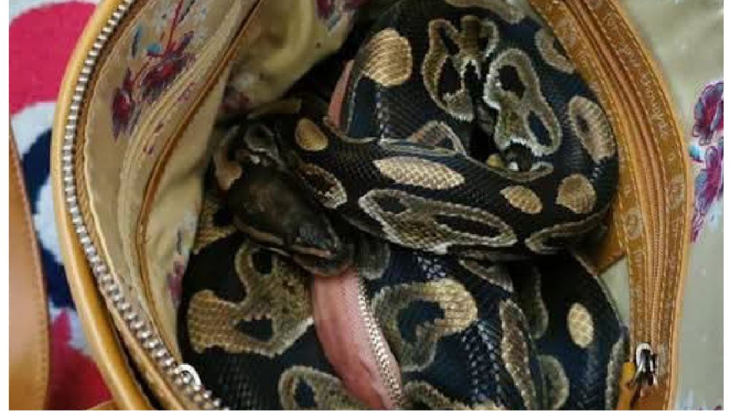 Pastor caught with snake in bag at Busia border - AfrinewsKE